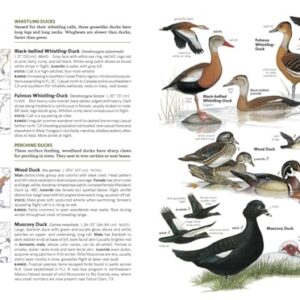 National Geographic Field Guide to the Birds of North America, 7th Edition