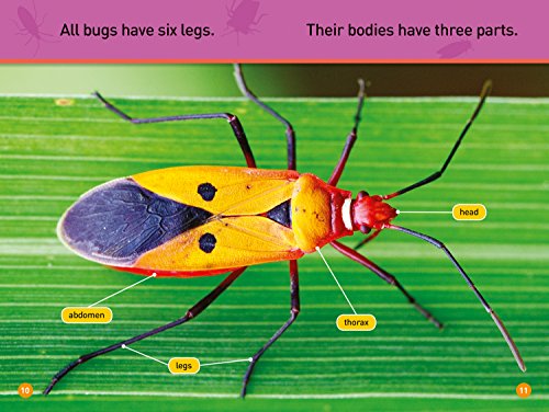 Bugs! (National Geographic Kids Readers, Pre-Reader)