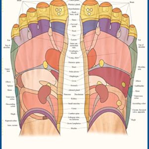 Reflexology QuickStudy Laminated Reference Guide (QuickStudy Academic)