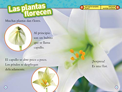 National Geographic Readers: De Semilla a Planta (L1) (Spanish Edition)