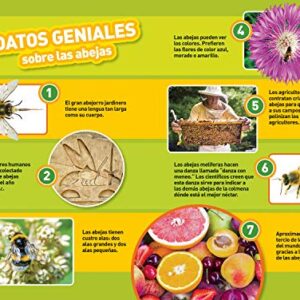 National Geographic Readers: Las Abejas (L2) (Spanish Edition)