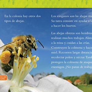 National Geographic Readers: Las Abejas (L2) (Spanish Edition)