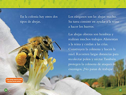 National Geographic Readers: Las Abejas (L2) (Spanish Edition)