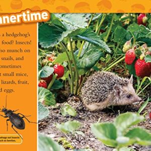 Hedgehogs (National Geographic Kids Readers, Level 1)