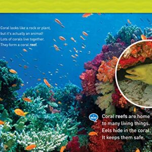 In the Ocean (National Geographic Kids Readers, Level 1/Co-Reader)