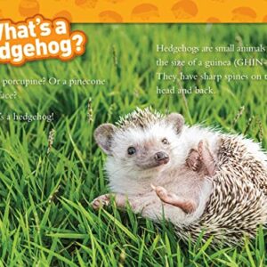 Hedgehogs (National Geographic Kids Readers, Level 1)