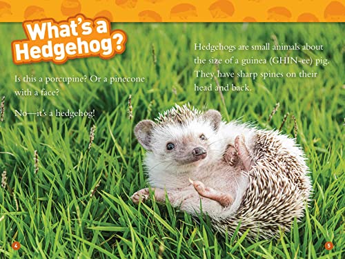 Hedgehogs (National Geographic Kids Readers, Level 1)