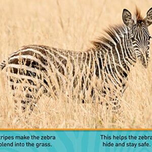 A Zebra's Day (National Geographic Kids Readers, Pre-Reader)