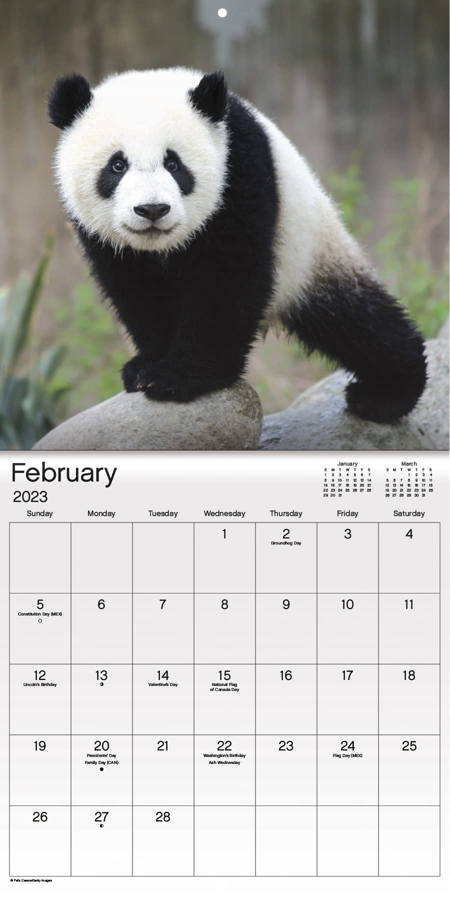 2023 Animal Babies Mini Wall Calendar