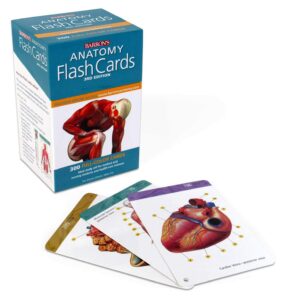 anatomy flash cards (barron's test prep)