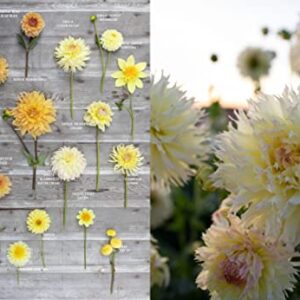 Floret Farm's Discovering Dahlias: A Guide to Growing and Arranging Magnificent Blooms (Floret Farms x Chronicle Books)