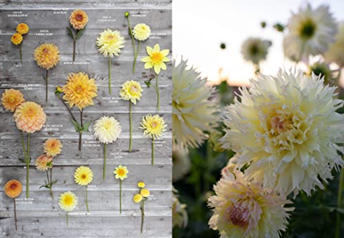 Floret Farm's Discovering Dahlias: A Guide to Growing and Arranging Magnificent Blooms (Floret Farms x Chronicle Books)