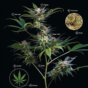 Green: A Field Guide to Marijuana: (Books about Marijuana, Guide to Cannabis, Weed Bible)