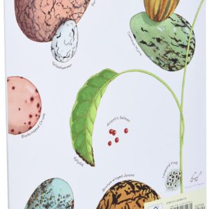 An Egg Is Quiet: (Picture Book, Kids Book about Eggs) (Sylvia Long)