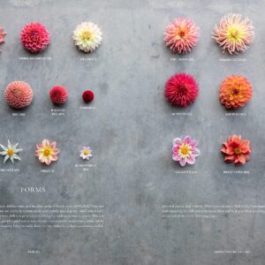 Floret Farm's Discovering Dahlias: A Guide to Growing and Arranging Magnificent Blooms (Floret Farms x Chronicle Books)