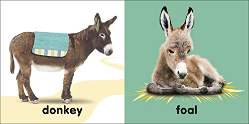 Baby Touch and Feel: Bible Animals