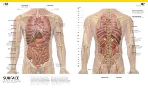 The Complete Human Body, 2nd Edition: The Definitive Visual Guide (DK Human Body Guides)