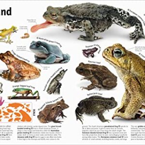 The Animal Book: A Visual Encyclopedia of Life on Earth (DK Our World in Pictures)