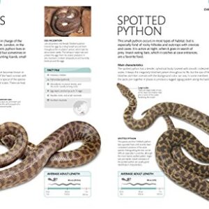 Snake: The Essential Visual Guide