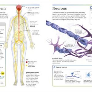 Super Simple Biology: The Ultimate Bitesize Study Guide (DK Super Simple)