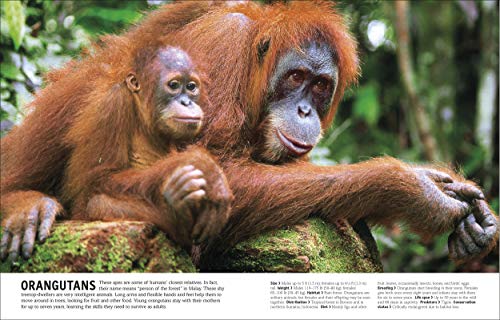 The Animal Book: A Visual Encyclopedia of Life on Earth (DK Our World in Pictures)