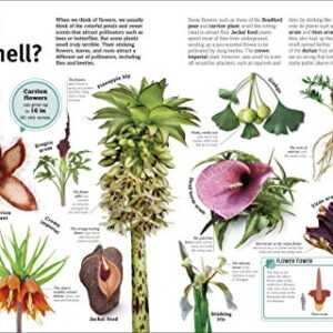 Trees, Leaves, Flowers and Seeds: A Visual Encyclopedia of the Plant Kingdom (DK Our World in Pictures)