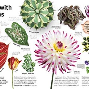 Trees, Leaves, Flowers and Seeds: A Visual Encyclopedia of the Plant Kingdom (DK Our World in Pictures)