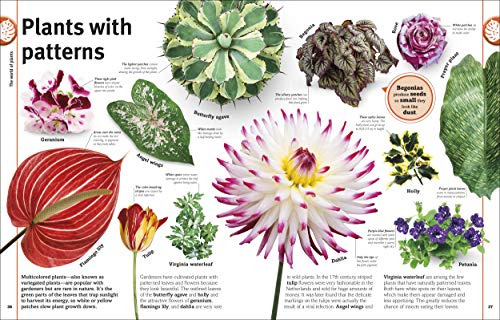 Trees, Leaves, Flowers and Seeds: A Visual Encyclopedia of the Plant Kingdom (DK Our World in Pictures)