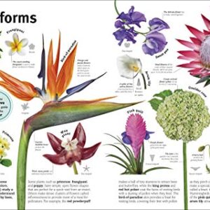 Trees, Leaves, Flowers and Seeds: A Visual Encyclopedia of the Plant Kingdom (DK Our World in Pictures)