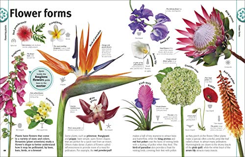 Trees, Leaves, Flowers and Seeds: A Visual Encyclopedia of the Plant Kingdom (DK Our World in Pictures)