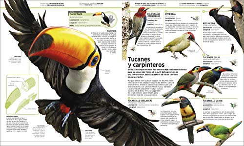 Animales (Knowledge Encyclopedia Animal!): El reino animal como nunca lo habías visto (DK Knowledge Encyclopedias) (Spanish Edition)