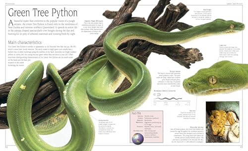 Snake: The Essential Visual Guide