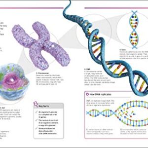 Super Simple Biology: The Ultimate Bitesize Study Guide (DK Super Simple)