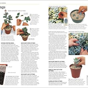 Propagating Plants: How to Create New Plants for Free