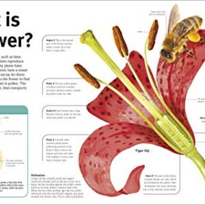 Trees, Leaves, Flowers and Seeds: A Visual Encyclopedia of the Plant Kingdom (DK Our World in Pictures)