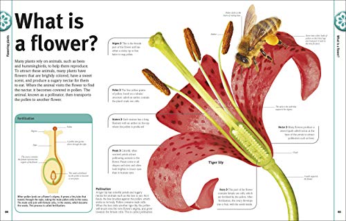 Trees, Leaves, Flowers and Seeds: A Visual Encyclopedia of the Plant Kingdom (DK Our World in Pictures)