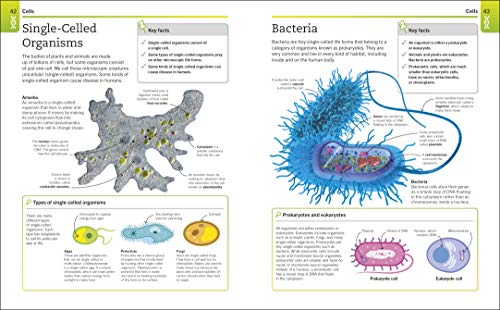 Super Simple Biology: The Ultimate Bitesize Study Guide (DK Super Simple)