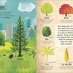 The Magic and Mystery of Trees (The Magic and Mystery of the Natural World)