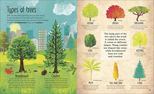 The Magic and Mystery of Trees (The Magic and Mystery of the Natural World)