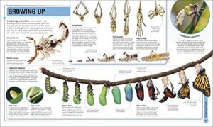 Super Bug Encyclopedia: The Biggest, Fastest, Deadliest Creepy-Crawlers on the Planet (DK Super Nature Encyclopedias)