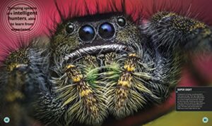 Super Bug Encyclopedia: The Biggest, Fastest, Deadliest Creepy-Crawlers on the Planet (DK Super Nature Encyclopedias)