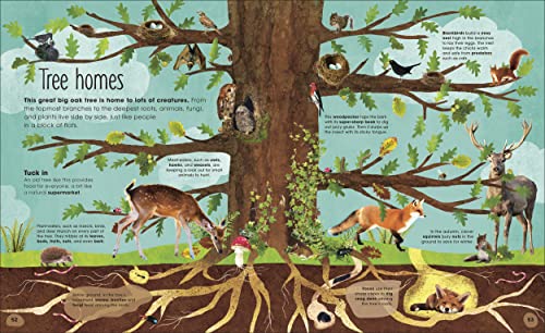 The Magic and Mystery of Trees (The Magic and Mystery of the Natural World)