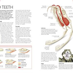 Snake: The Essential Visual Guide