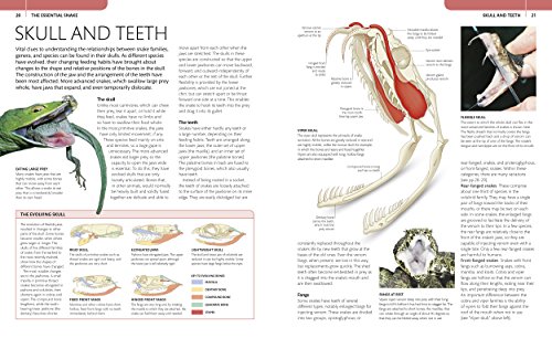 Snake: The Essential Visual Guide