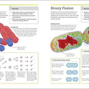 Super Simple Biology: The Ultimate Bitesize Study Guide (DK Super Simple)