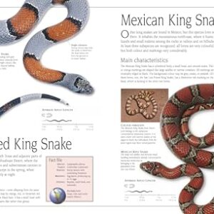 Snake: The Essential Visual Guide