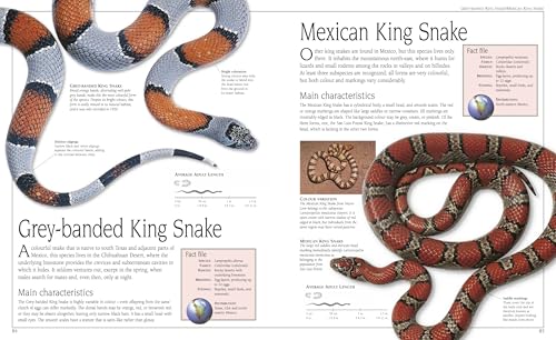 Snake: The Essential Visual Guide