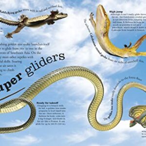 Everything You Need to Know About Snakes