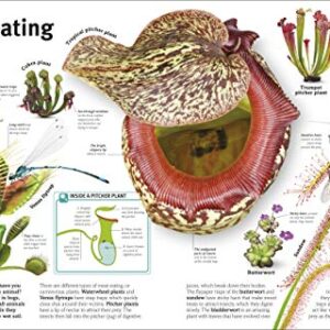 Trees, Leaves, Flowers and Seeds: A Visual Encyclopedia of the Plant Kingdom (DK Our World in Pictures)