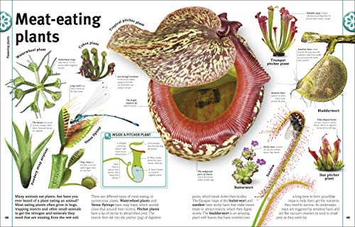 Trees, Leaves, Flowers and Seeds: A Visual Encyclopedia of the Plant Kingdom (DK Our World in Pictures)